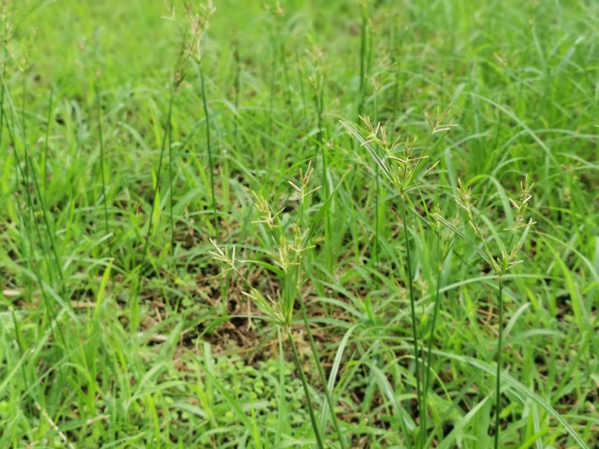 Nutsedge: Grass-Like Weed · Green Image Lawn Care