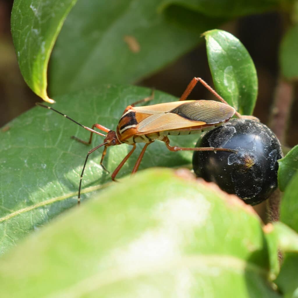 Chinch Bugs · Green Image Lawn Care