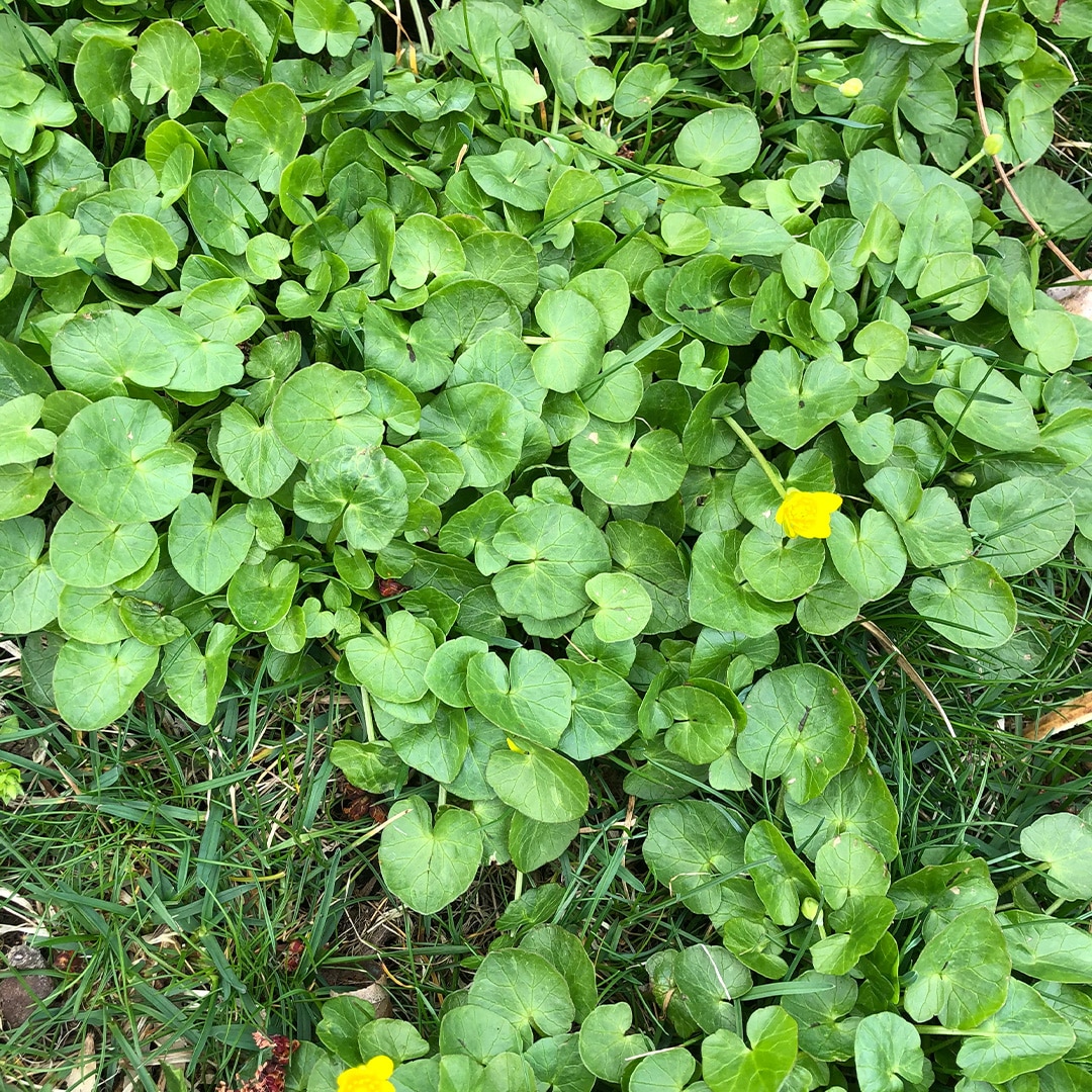 Ground Ivy · Green Image Lawn Care