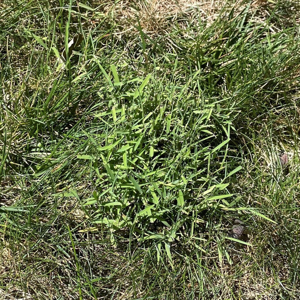 Nimblewill · Green Image Lawn Care