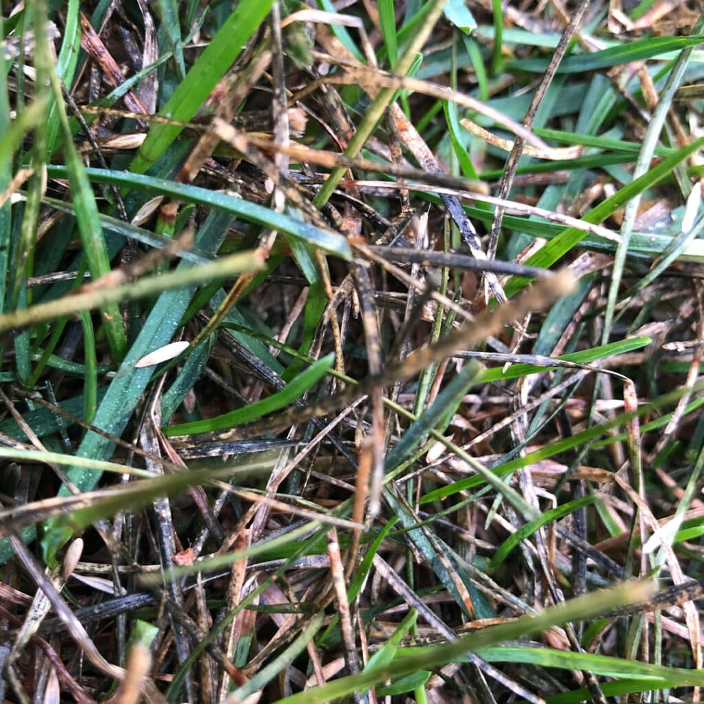 Pythium Blight · Green Image Lawn Care