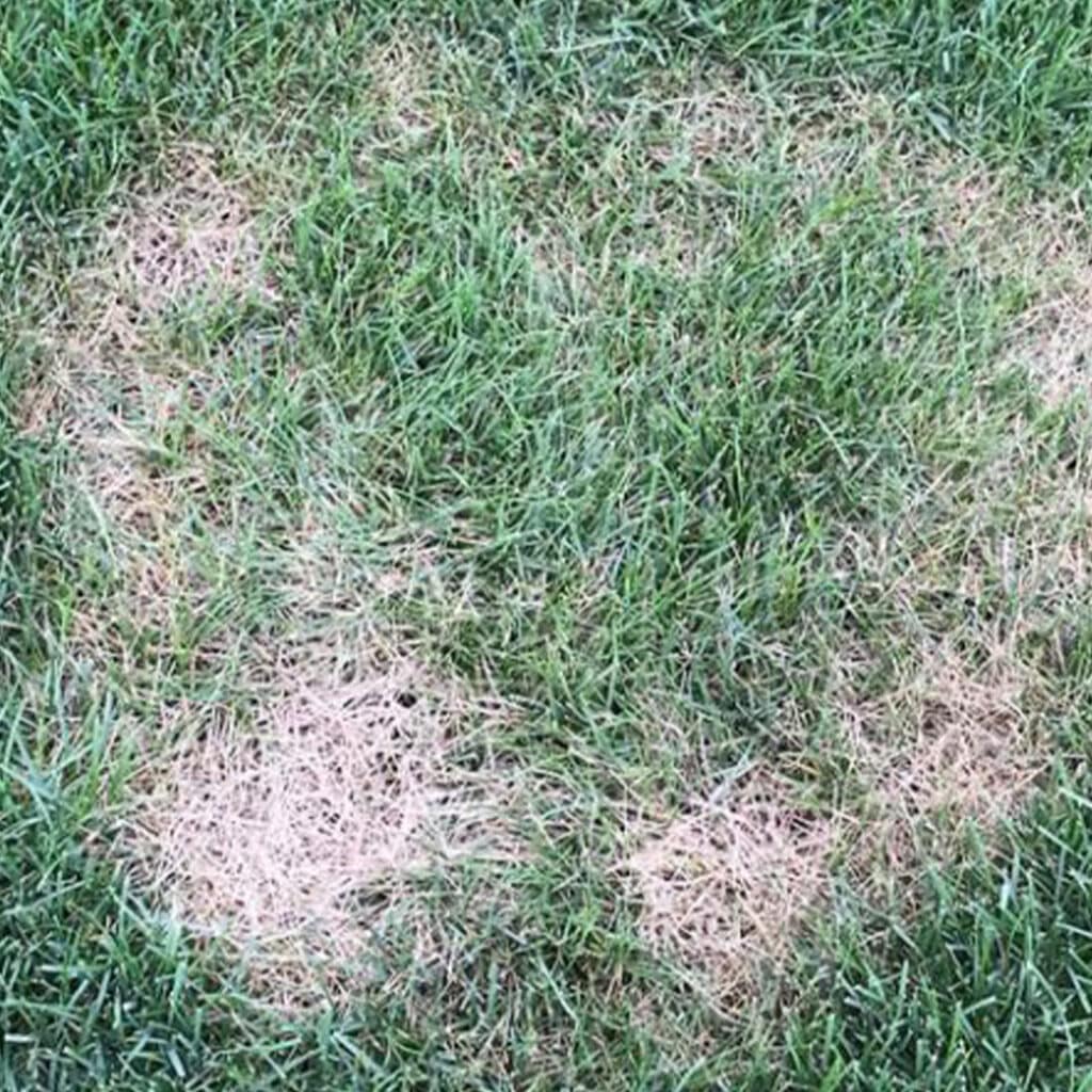 Summer Patch · Green Image Lawn Care