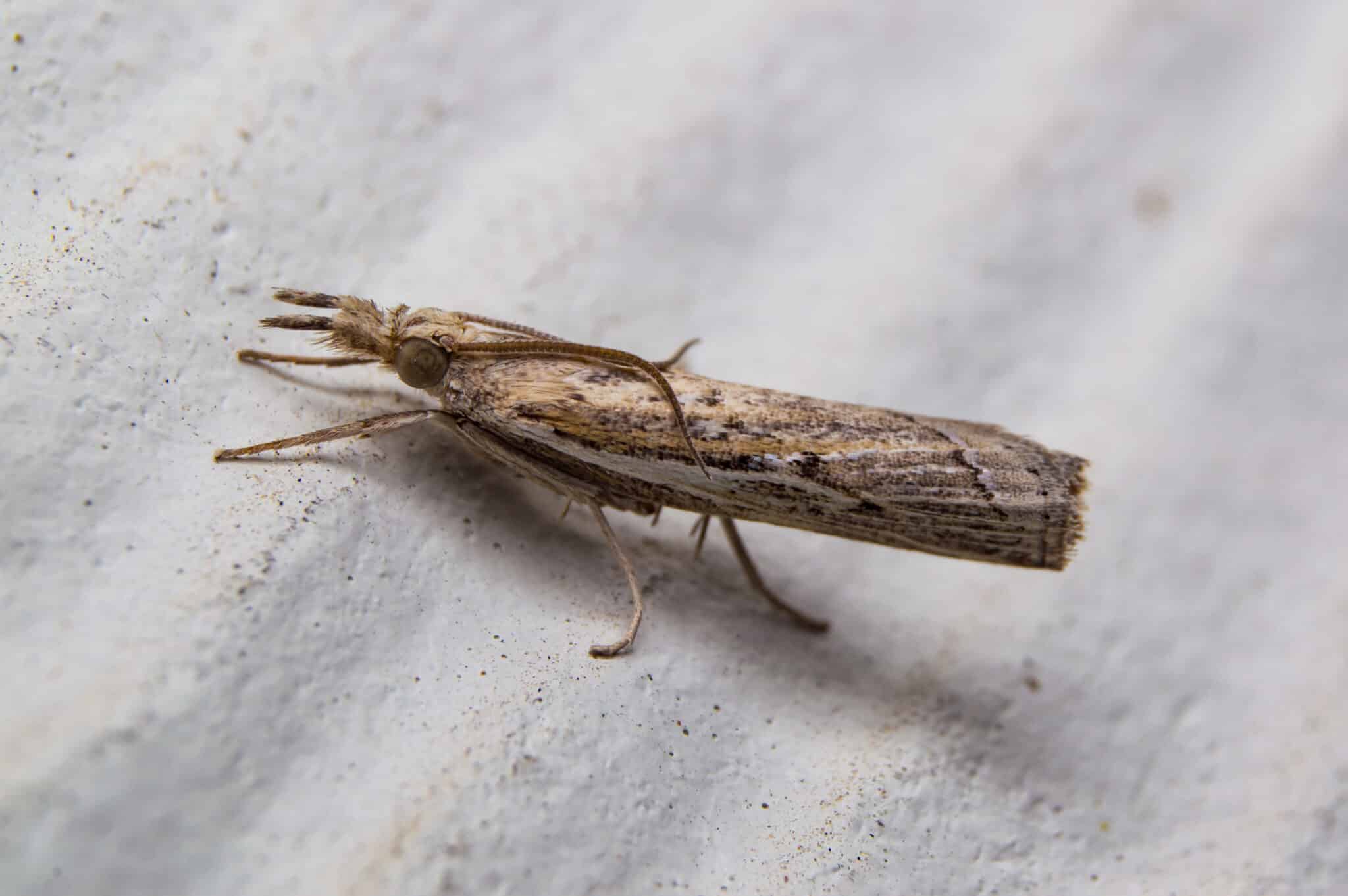 Sod Webworms · Green Image Lawn Care