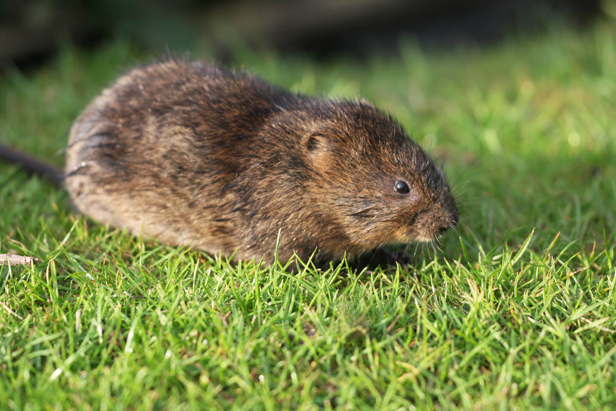 Biggest Threat to Your Lawn After Snowfall – Vole Damage · Green Image ...