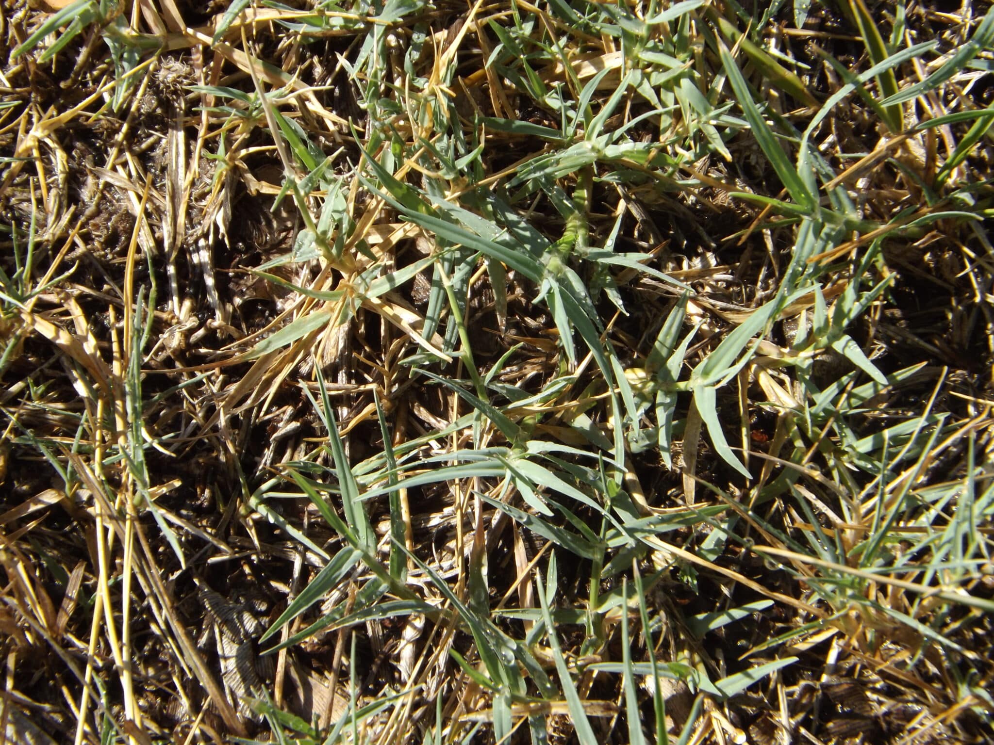 Post-Emergent Crabgrass Control · Green Image Lawn Care